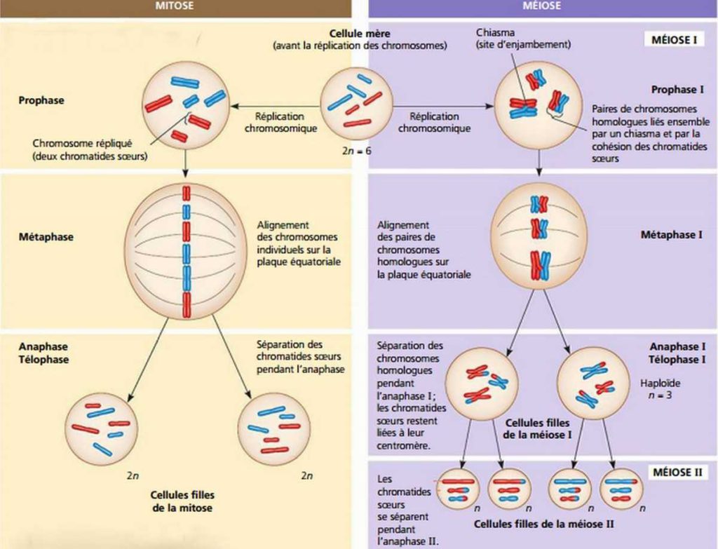 Cycle cellulaire et division cellulaire - NHA Naturolistique
