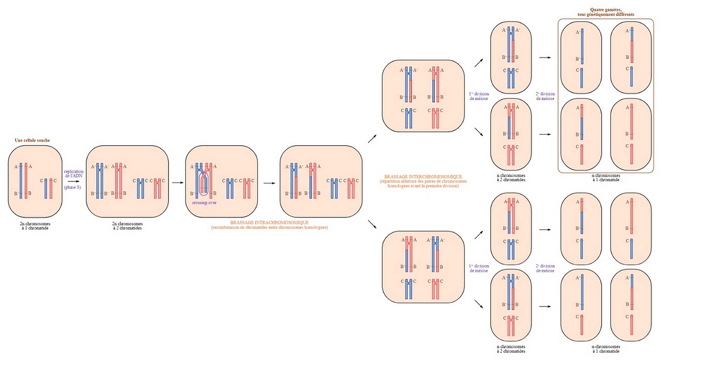 Cycle cellulaire et division cellulaire - NHA Naturolistique