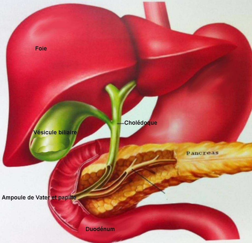 Les glandes - Organes complexes coordonnant l'organisme - NHA ...
