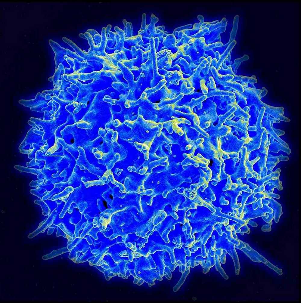 La cellule – Introduction et structure de la cellule – Vue scientifique ...