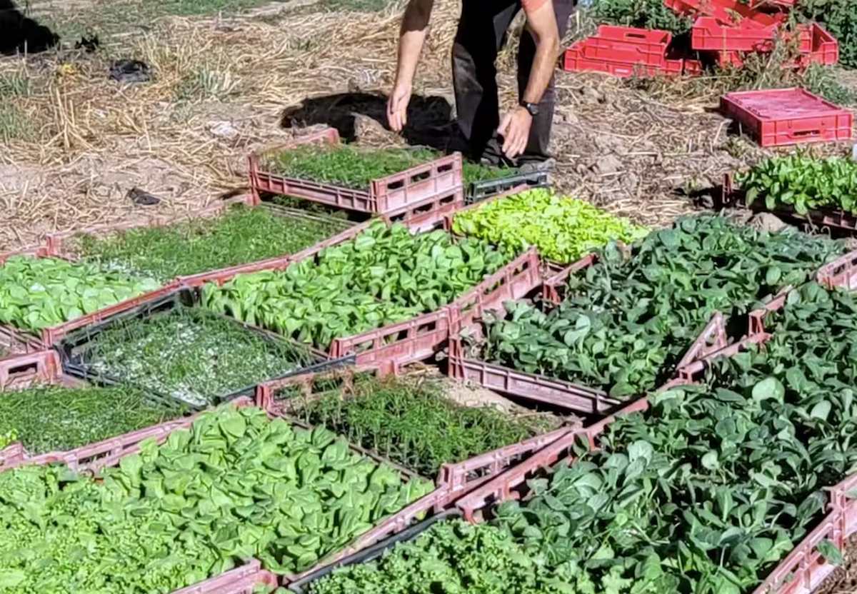 Les agriculteurs européens peuvent désormais choisir leurs semences bio ...