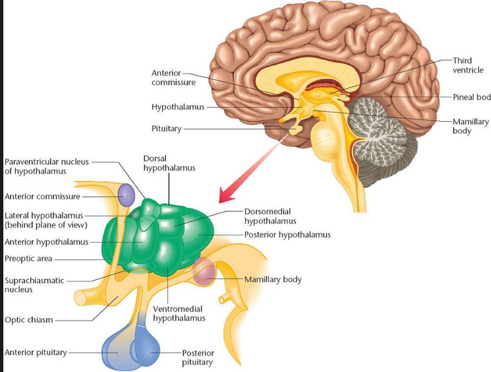 Comment combattre le surpoids qui est une pathologie de l’hypothalamus ...